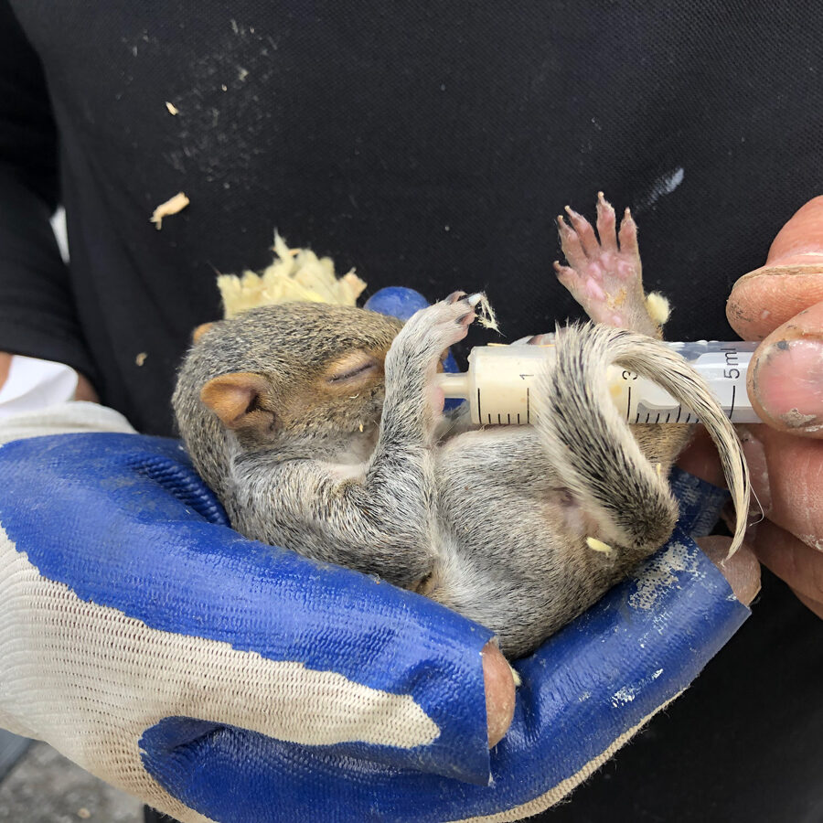 Wildlife Control Services | Varmint Gone - Varmint Gone