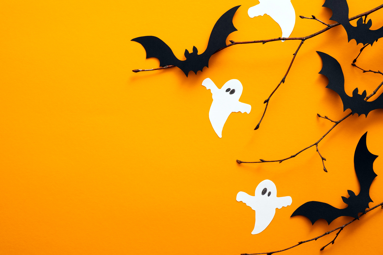 Fun Facts About Bats! Halloween 2020 - Varmint Gone