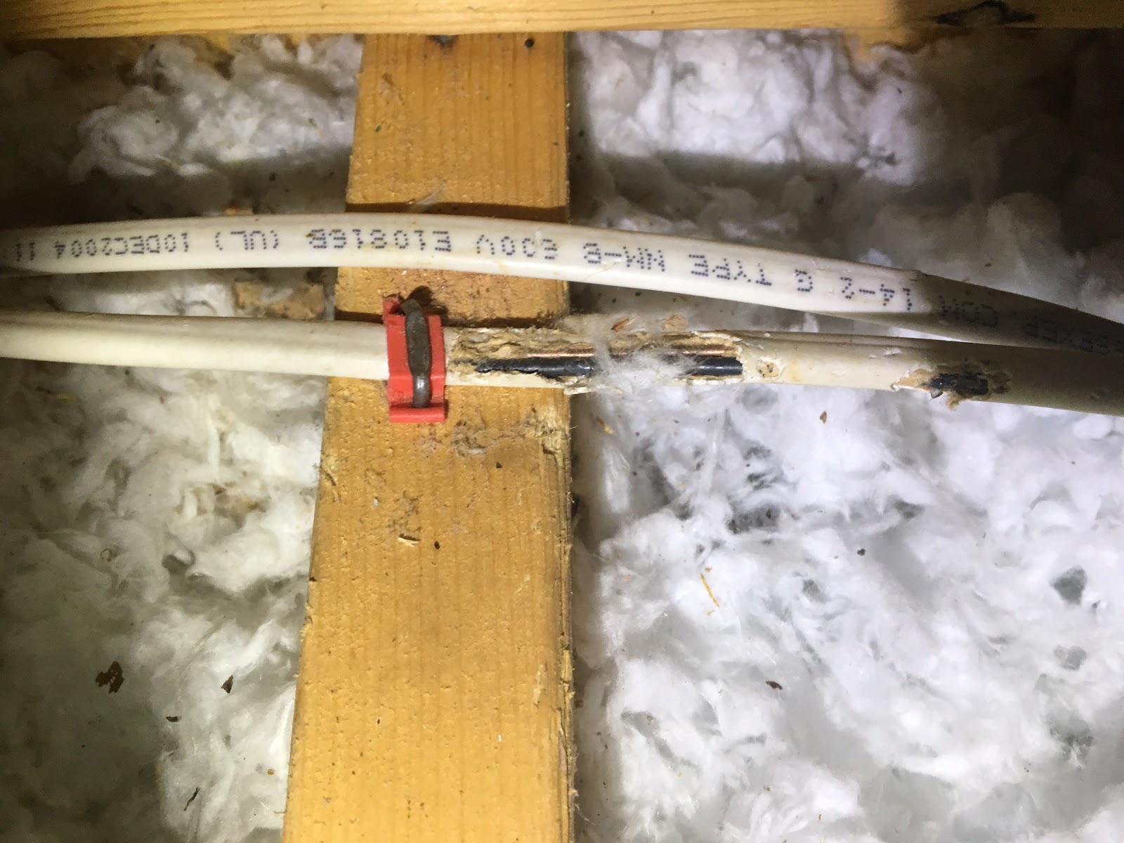 How Electrical Squirrel Damage Can Affect Your Home - Varmint Gone