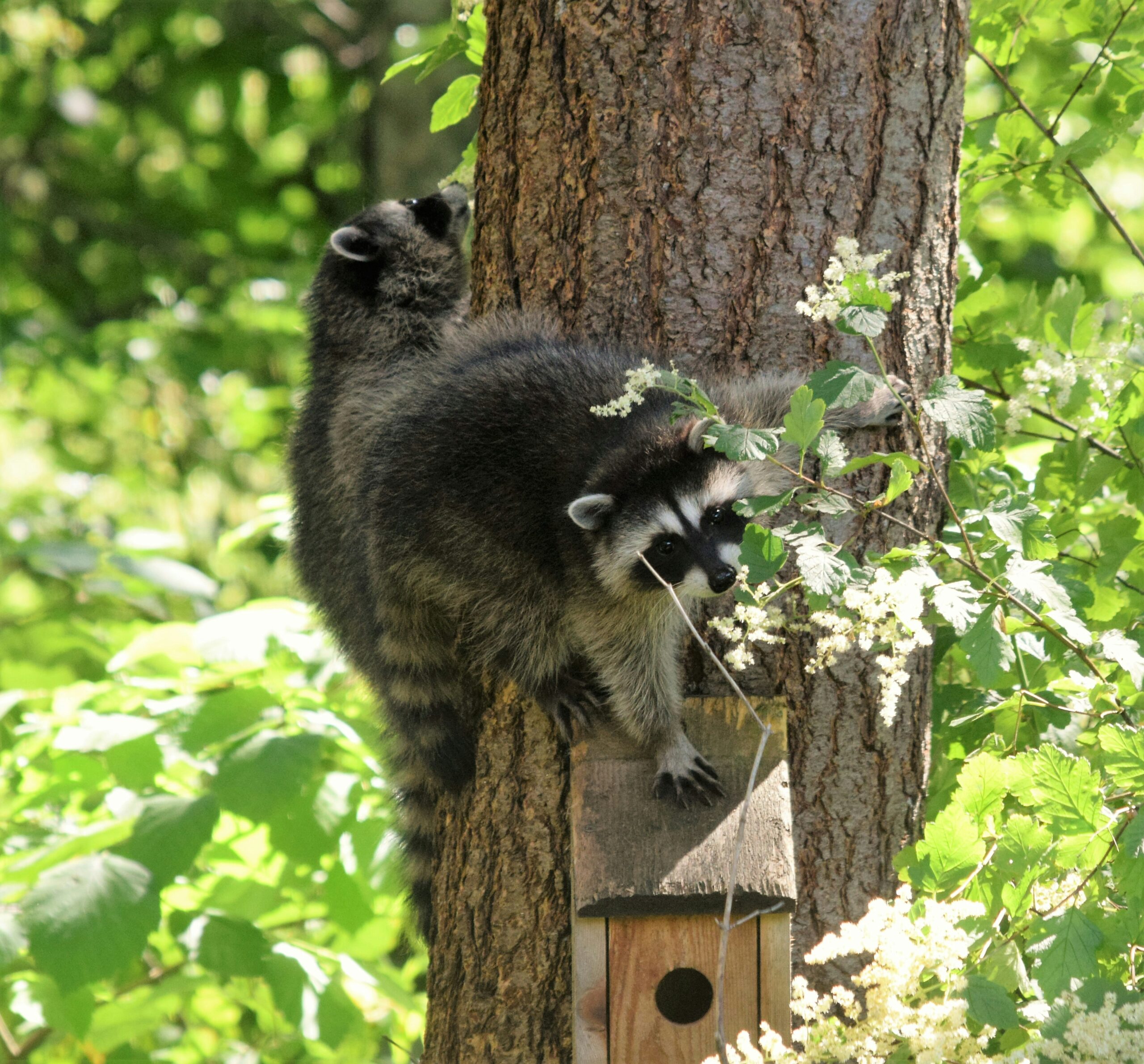 A Realtor Guide To Understanding Wildlife Infestation in Homes in ...