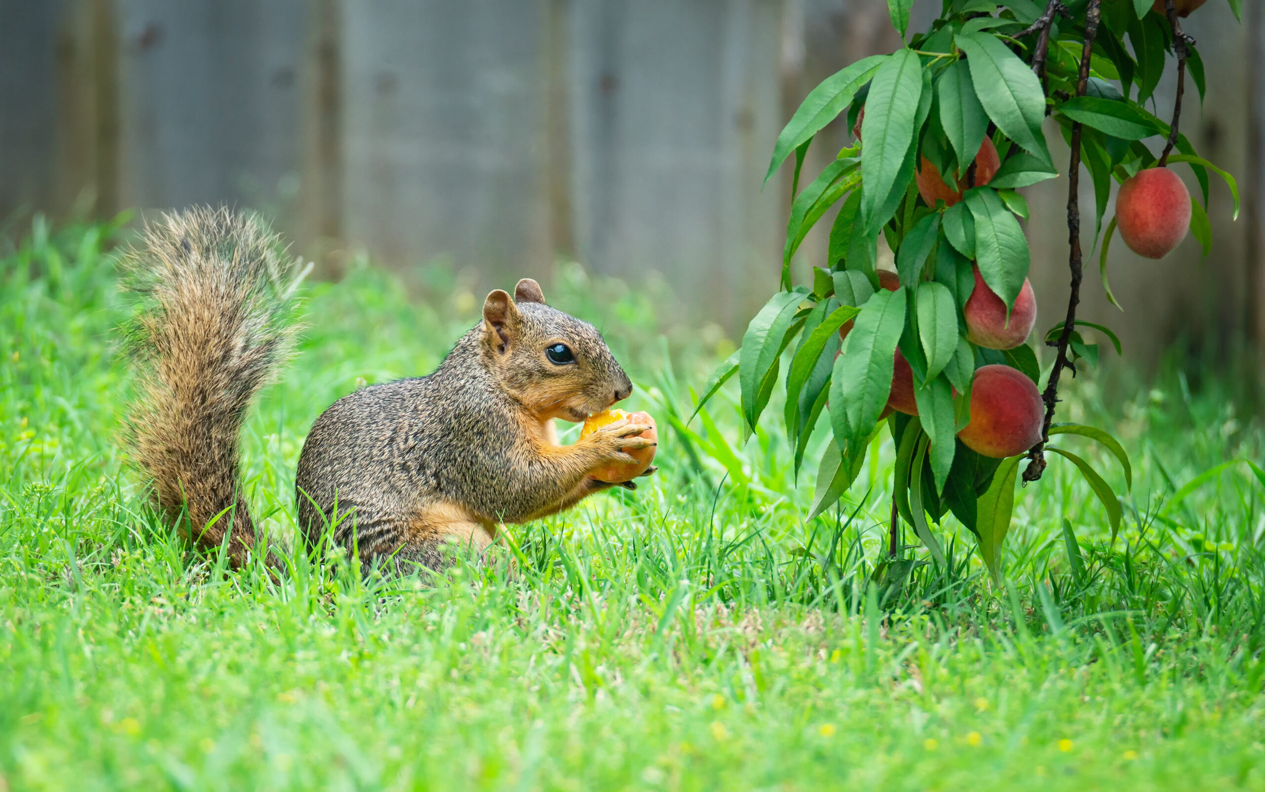 How to Keep Squirrels Out of Your Yard and Garden - Varmint Gone