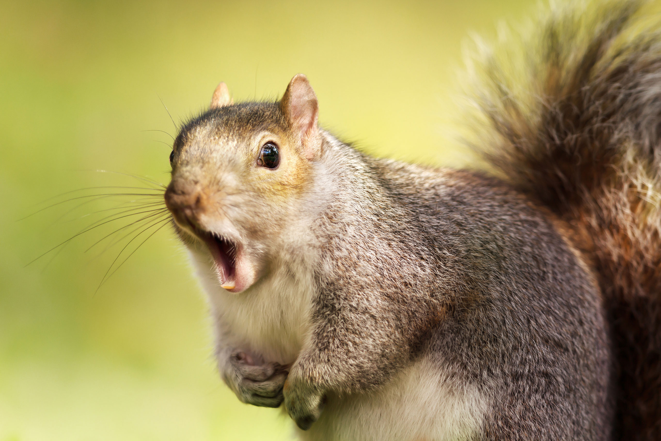 The Secret Life of Squirrels: What You Didn’t Know About Them - Varmint ...