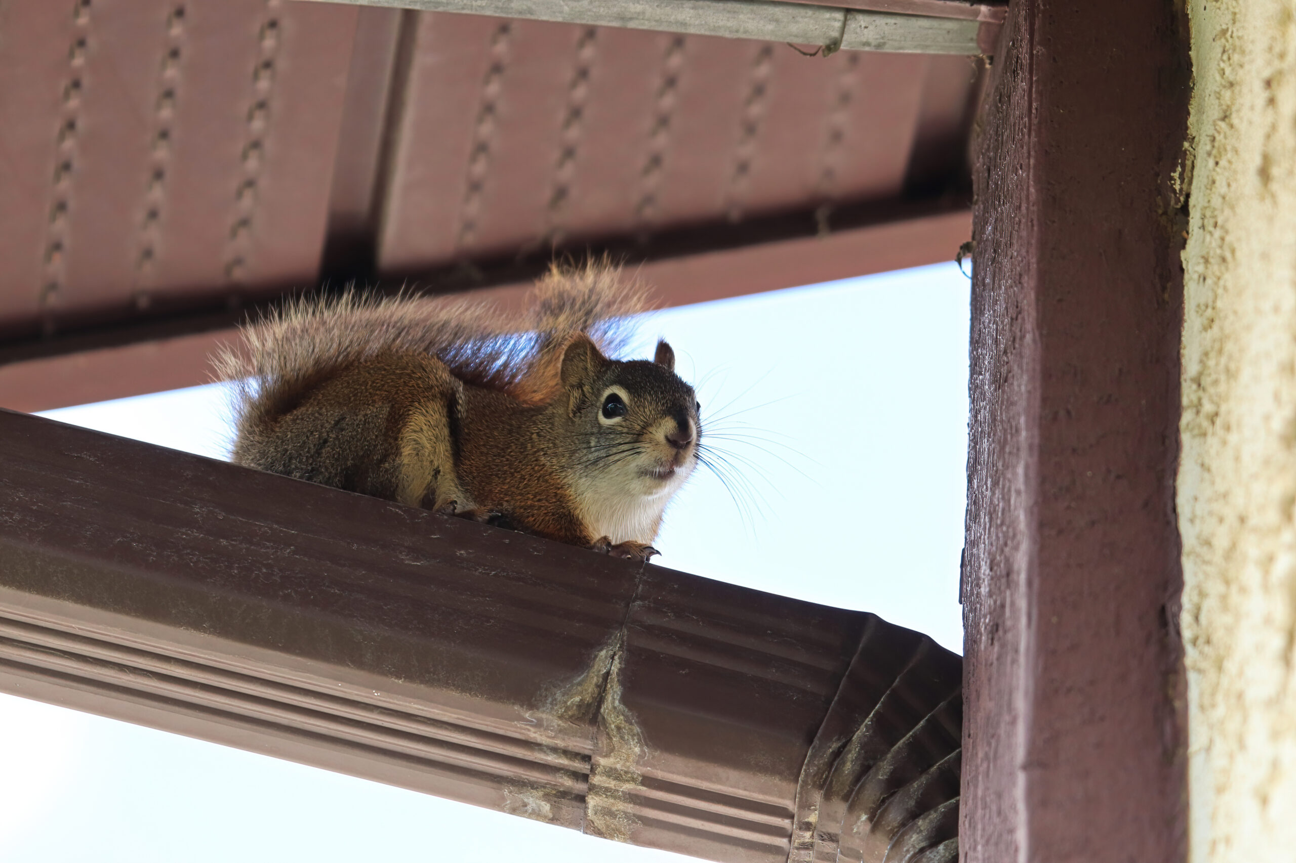 Why Is It So Bad to Have Squirrels Living in Your Home? - Varmint Gone