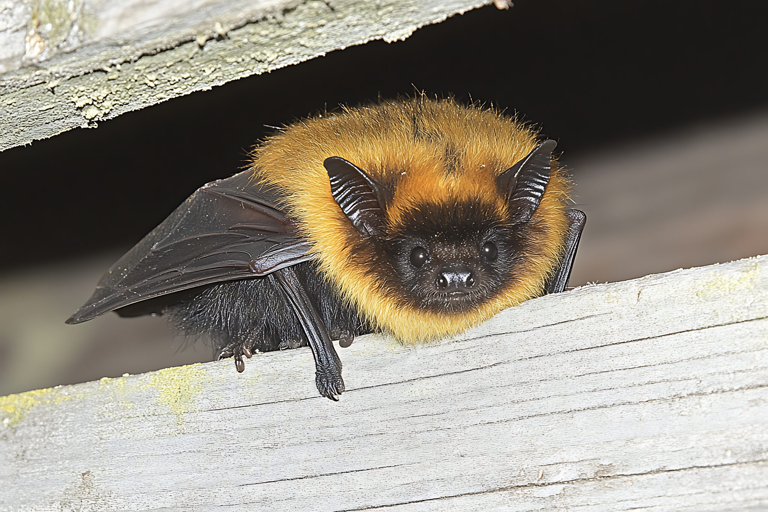 Why Is It Important To Hire A Bat Removal Expert? - Varmint Gone